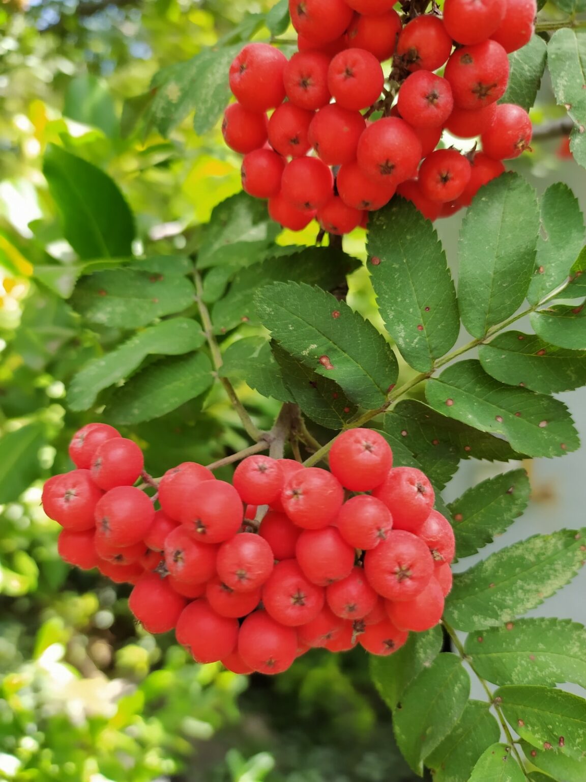 Как размножить рябину черенками весной, чтобы сохранить уникальный вкус